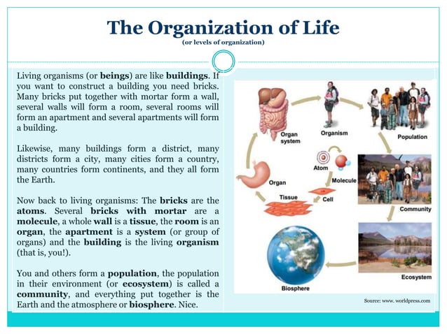 Biology made simple | PPTX | Biological Sciences | Science