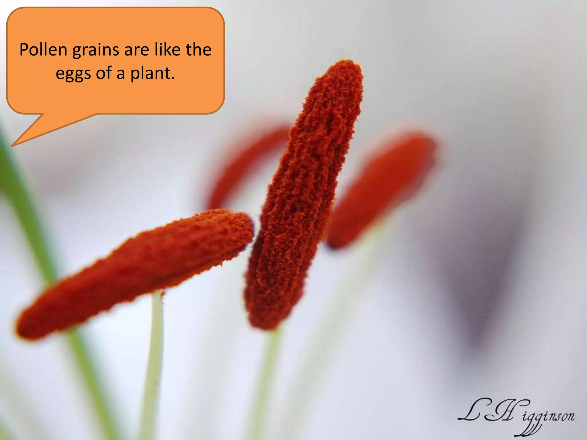 Biology misconceptions | PPTX