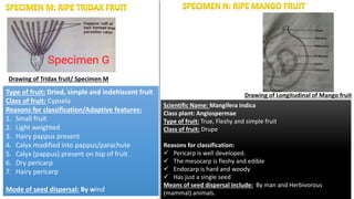 BIOLOGY NATIONAL EXAMINATION COUNCIL (NECO) 2024 PRACTICAL MANUAL.pptx