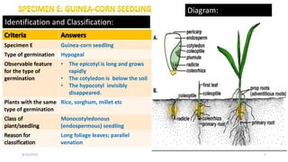 BIOLOGY NATIONAL EXAMINATION COUNCIL (NECO) 2024 PRACTICAL MANUAL.pptx
