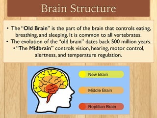Biology: Nervous System 2 | PDF
