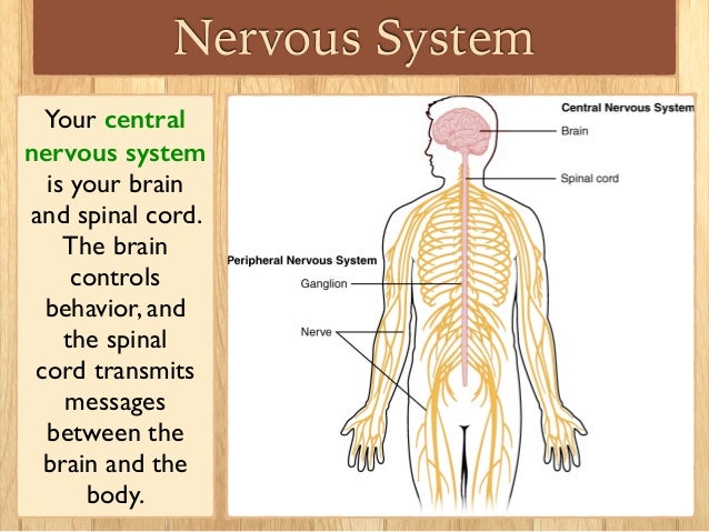 Biology: Nervous System 2
