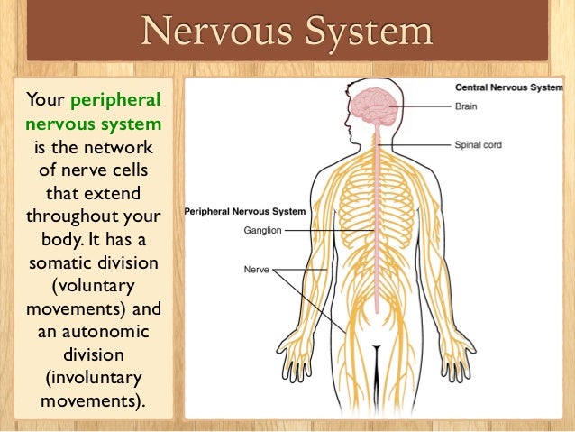 Biology: Nervous System 2