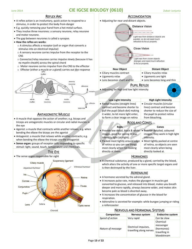 CIE IGCSE Biology complete notes | PDF