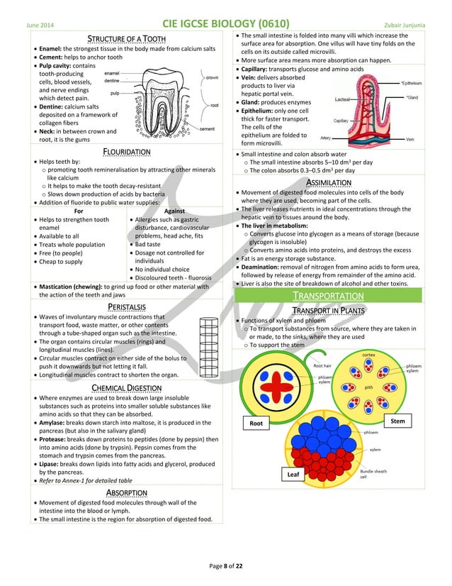 CIE IGCSE Biology complete notes | PDF