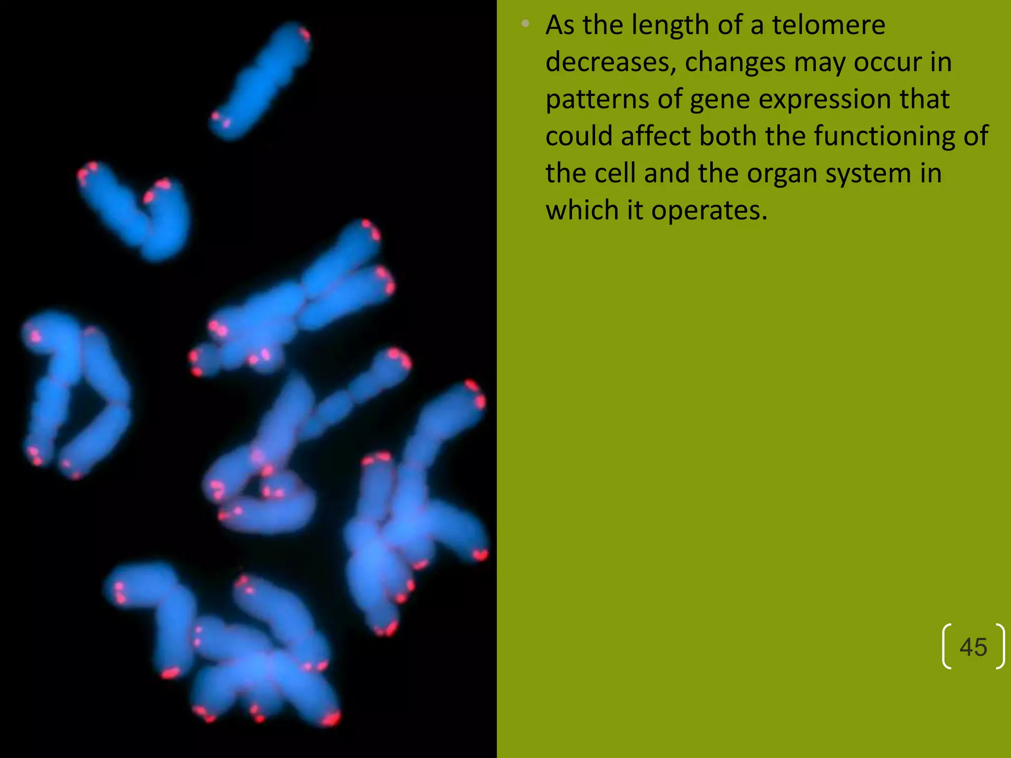 Biology of Aging | PPT | Endocrine and Metabolic Diseases | Diseases ...