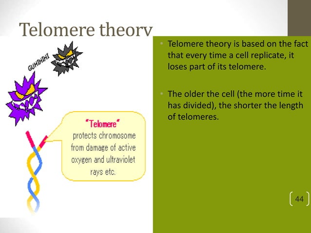 Biology of Aging | PPT | Endocrine and Metabolic Diseases | Diseases ...