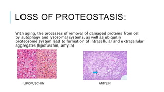 BIOLOGY OF AGEING complete.ppt