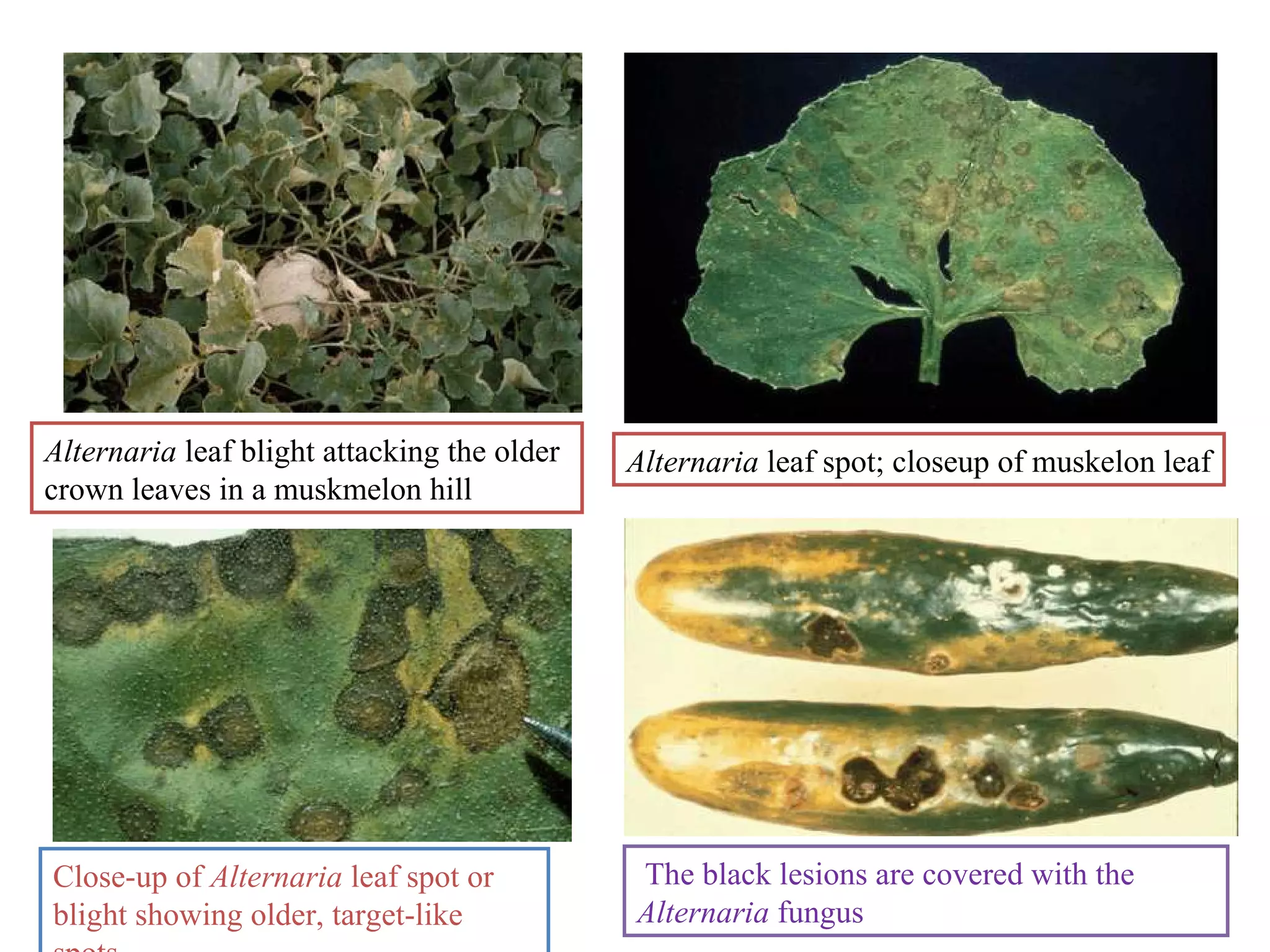 Biology of Alternaria spp | PPT