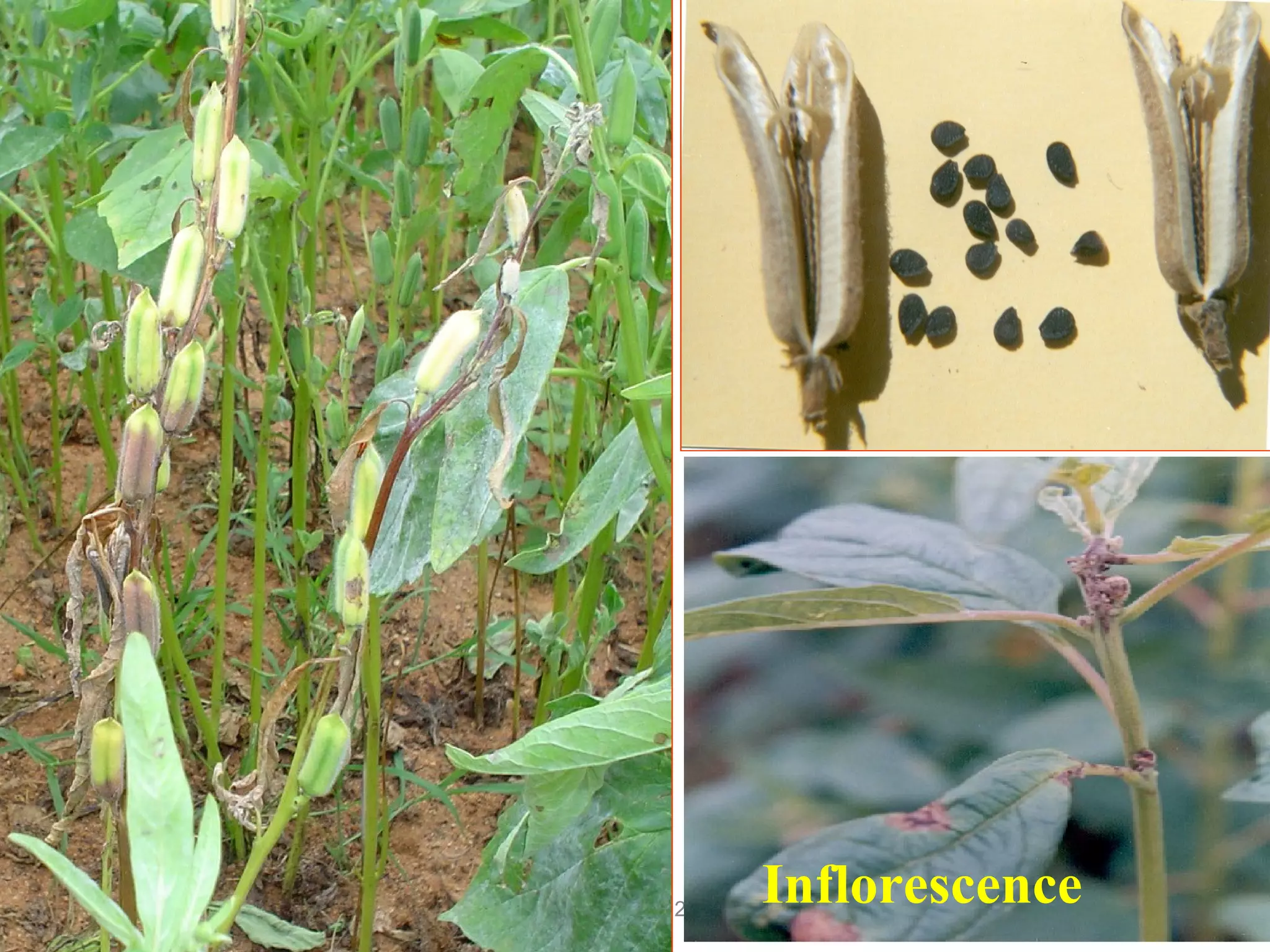 Biology of Alternaria spp | PPT