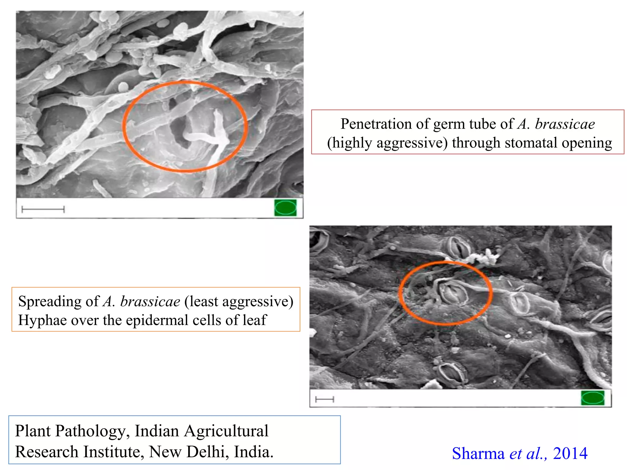 Biology of Alternaria spp | PPT