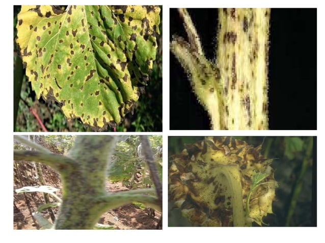 Biology of Alternaria spp | PPT