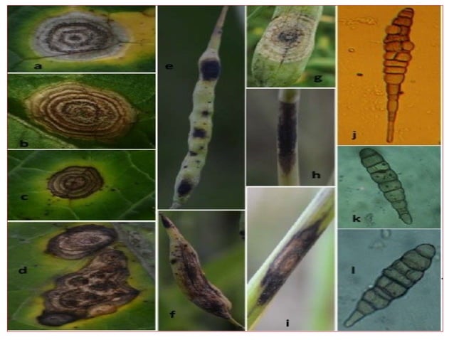 Biology of Alternaria spp | PPT
