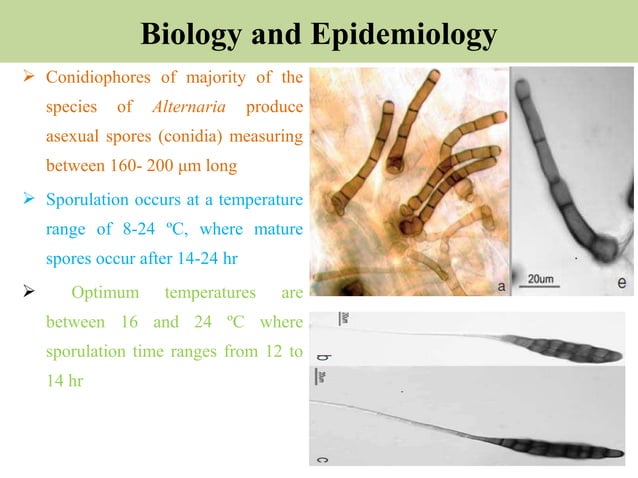Biology of Alternaria spp | PPT