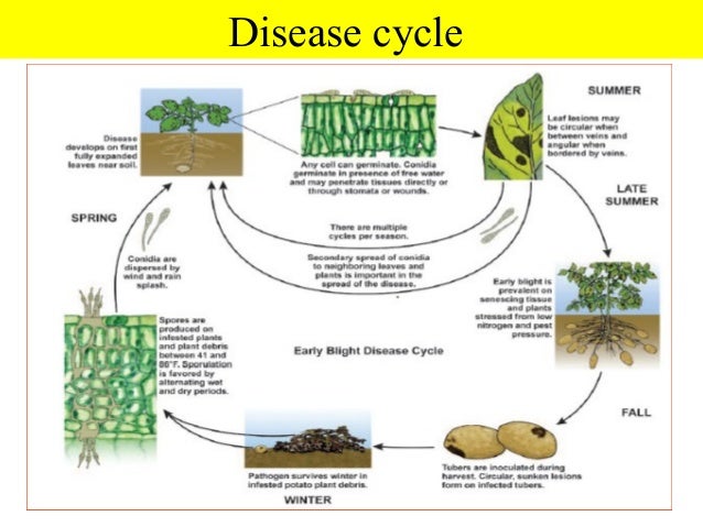 Biology Of Alternaria Spp