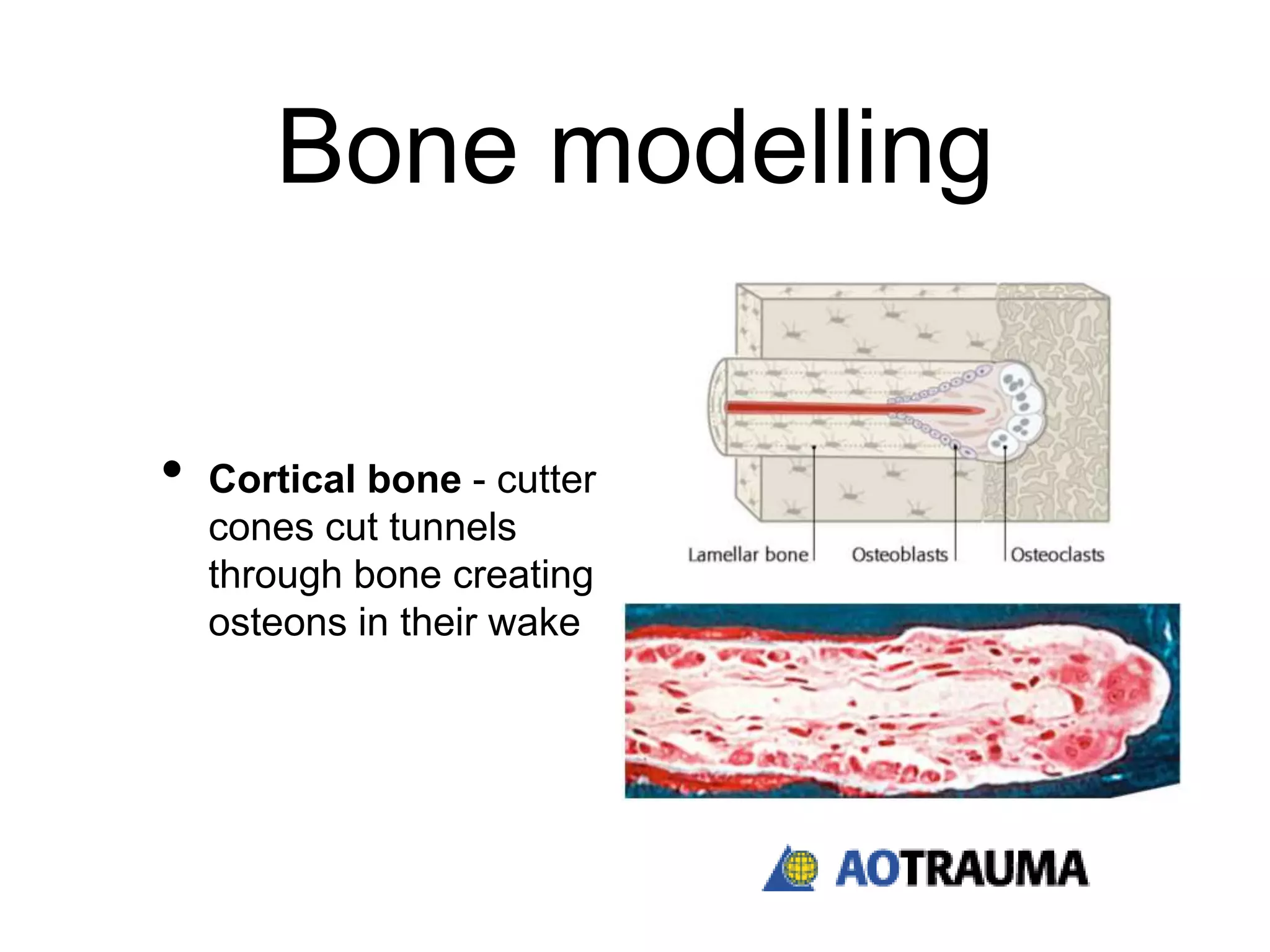Biology of bone healing v2 | PPTX
