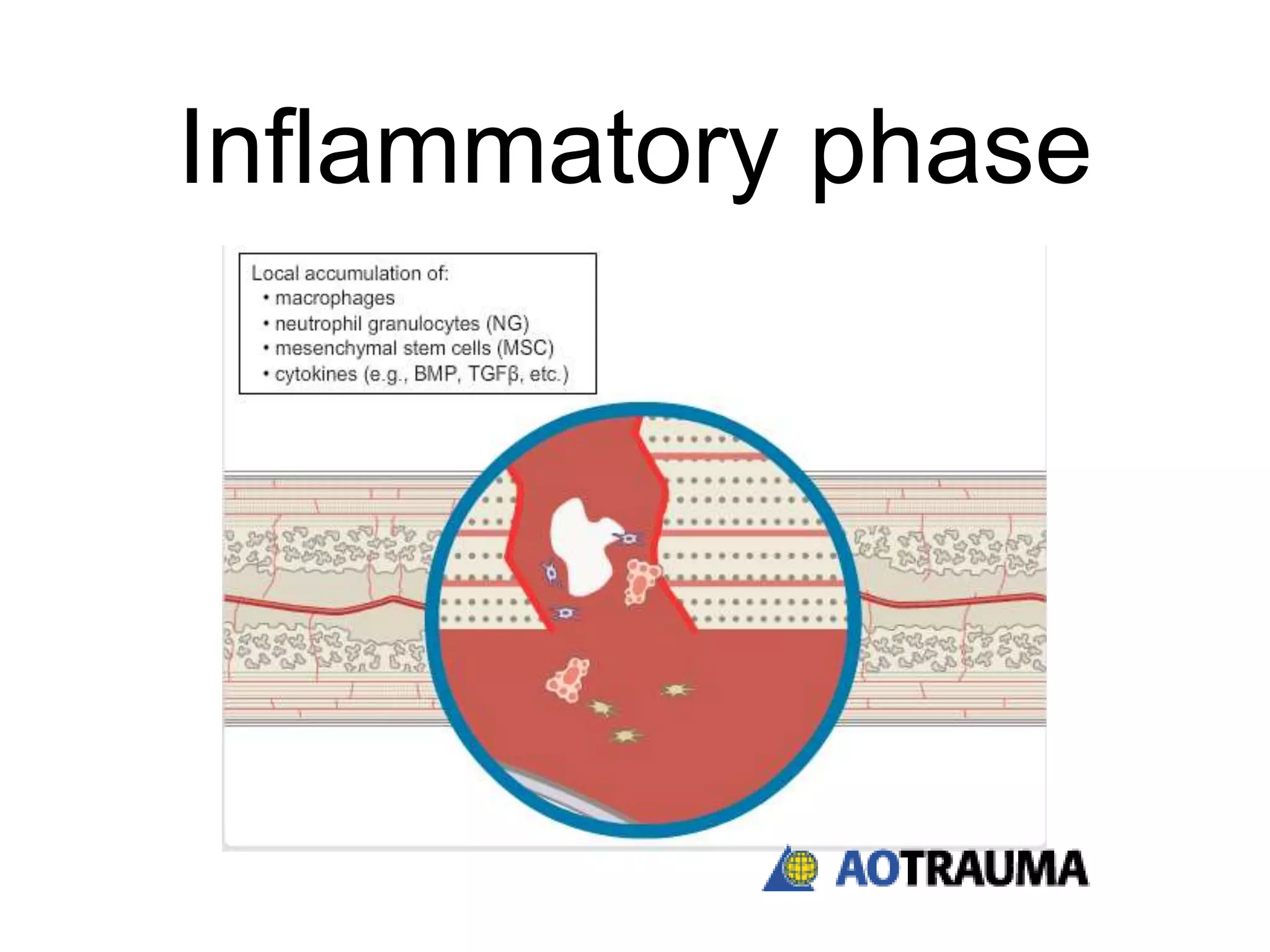Biology of bone healing v2 | PPTX