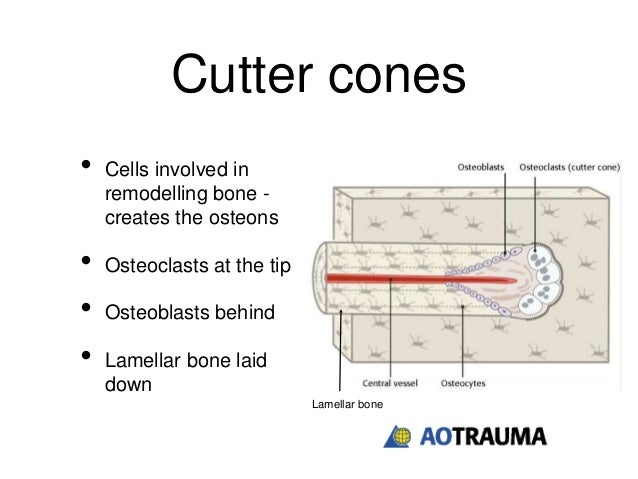 Biology of bone healing v2