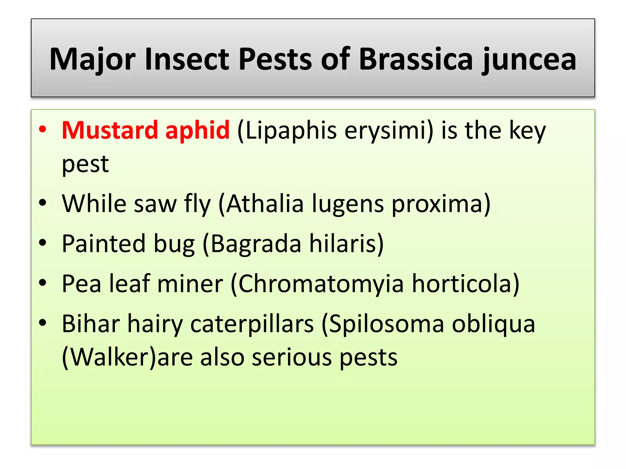 Biology of brassica juncea | PPTX