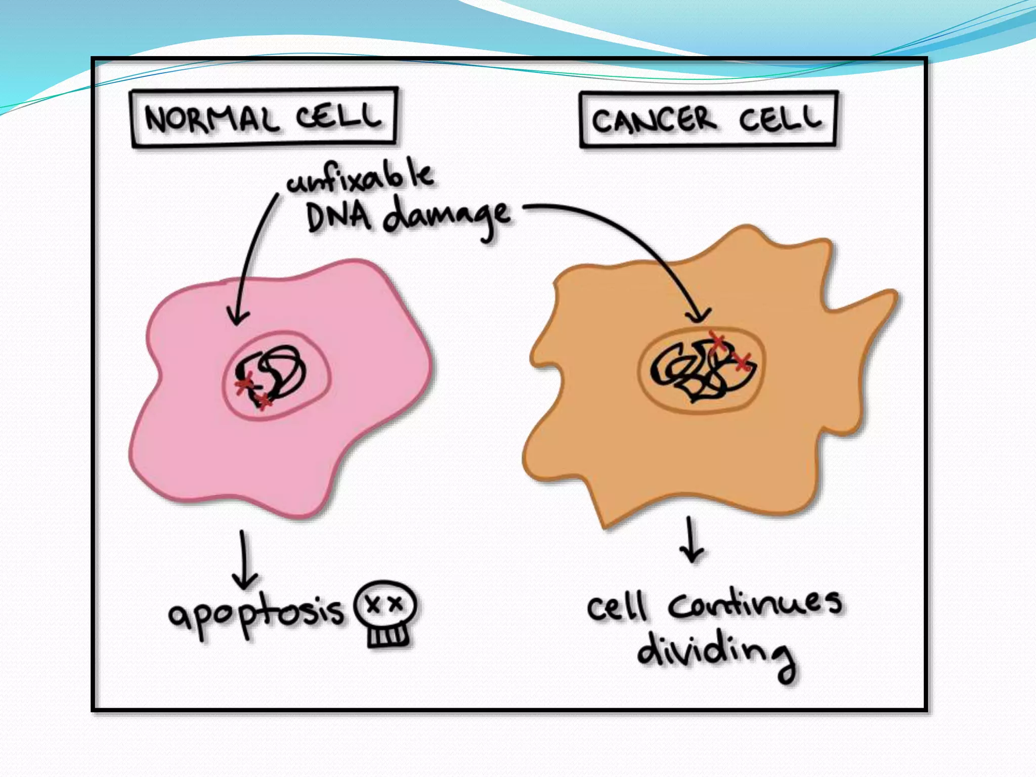 Biology of cancer | PPTX
