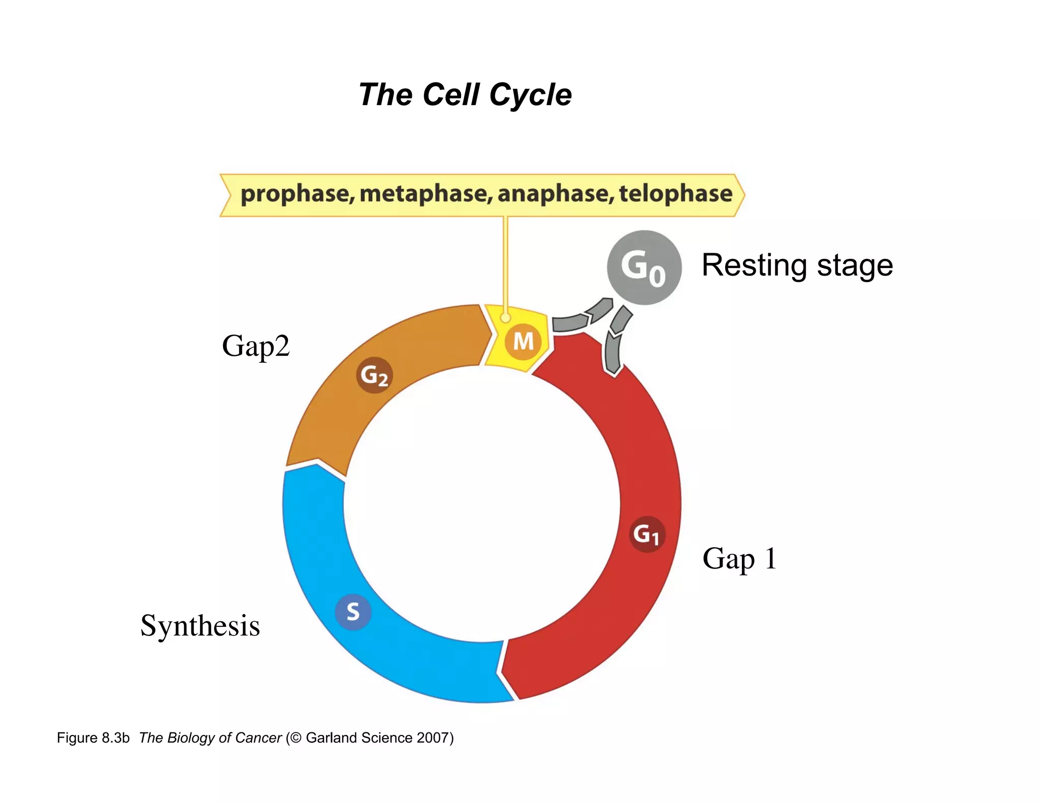 Biology of cancer lecture 5 cell cycle Karobi Moitra | PDF
