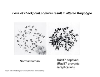 Biology of cancer lecture 5 cell cycle Karobi Moitra | PDF