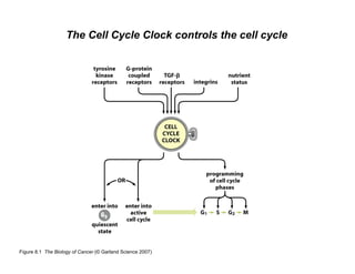Biology of cancer lecture 5 cell cycle Karobi Moitra | PDF