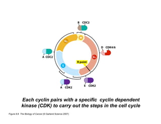 Biology of cancer lecture 5 cell cycle Karobi Moitra | PDF