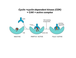 Biology of cancer lecture 5 cell cycle Karobi Moitra | PDF