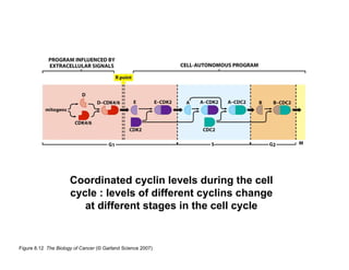 Biology of cancer lecture 5 cell cycle Karobi Moitra | PDF