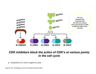 Biology of cancer lecture 5 cell cycle Karobi Moitra | PPT