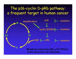 Biology of cancer lecture 5 cell cycle Karobi Moitra | PDF