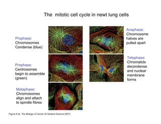 Biology of cancer lecture 5 cell cycle Karobi Moitra | PDF