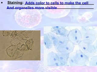 Biology of Cells notes | PPT