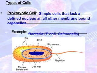Biology of Cells notes | PPT
