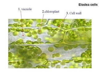 Elodea Cell Labeled Vacuole