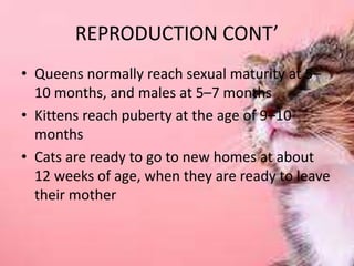 Biology of companion animal ( cat) | PPTX | Veterinary Medicine | Pets