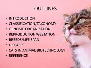 Biology of companion animal ( cat) | PPTX | Veterinary Medicine | Pets