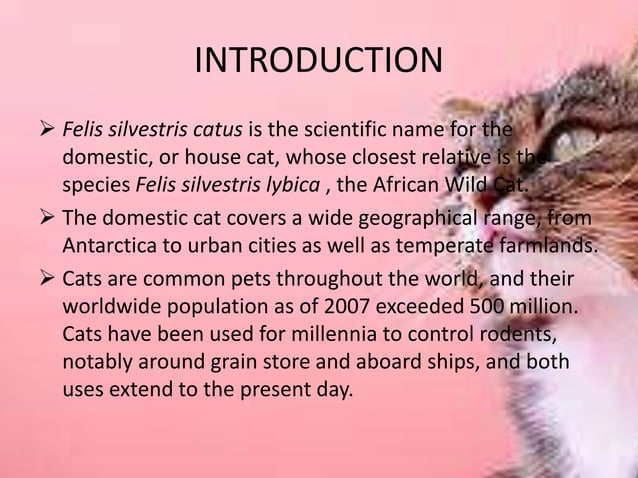 Biology of companion animal ( cat) | PPT