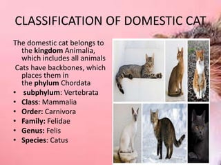 Biology of companion animal ( cat) | PPTX | Veterinary Medicine | Pets