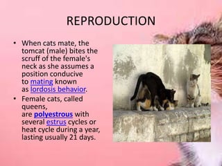 Biology of companion animal ( cat) | PPTX | Veterinary Medicine | Pets