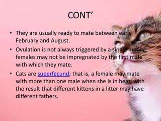 Biology of companion animal ( cat) | PPTX | Veterinary Medicine | Pets