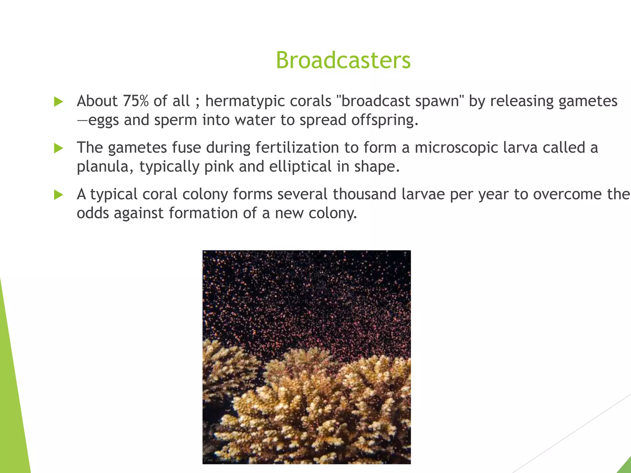 Biology of corals.pptx