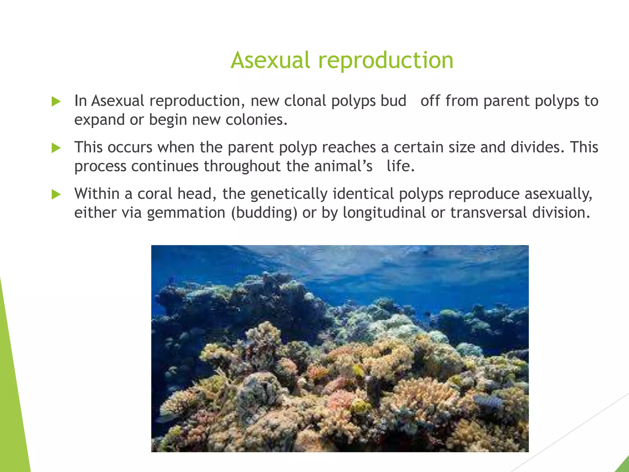 Biology of corals.pptx