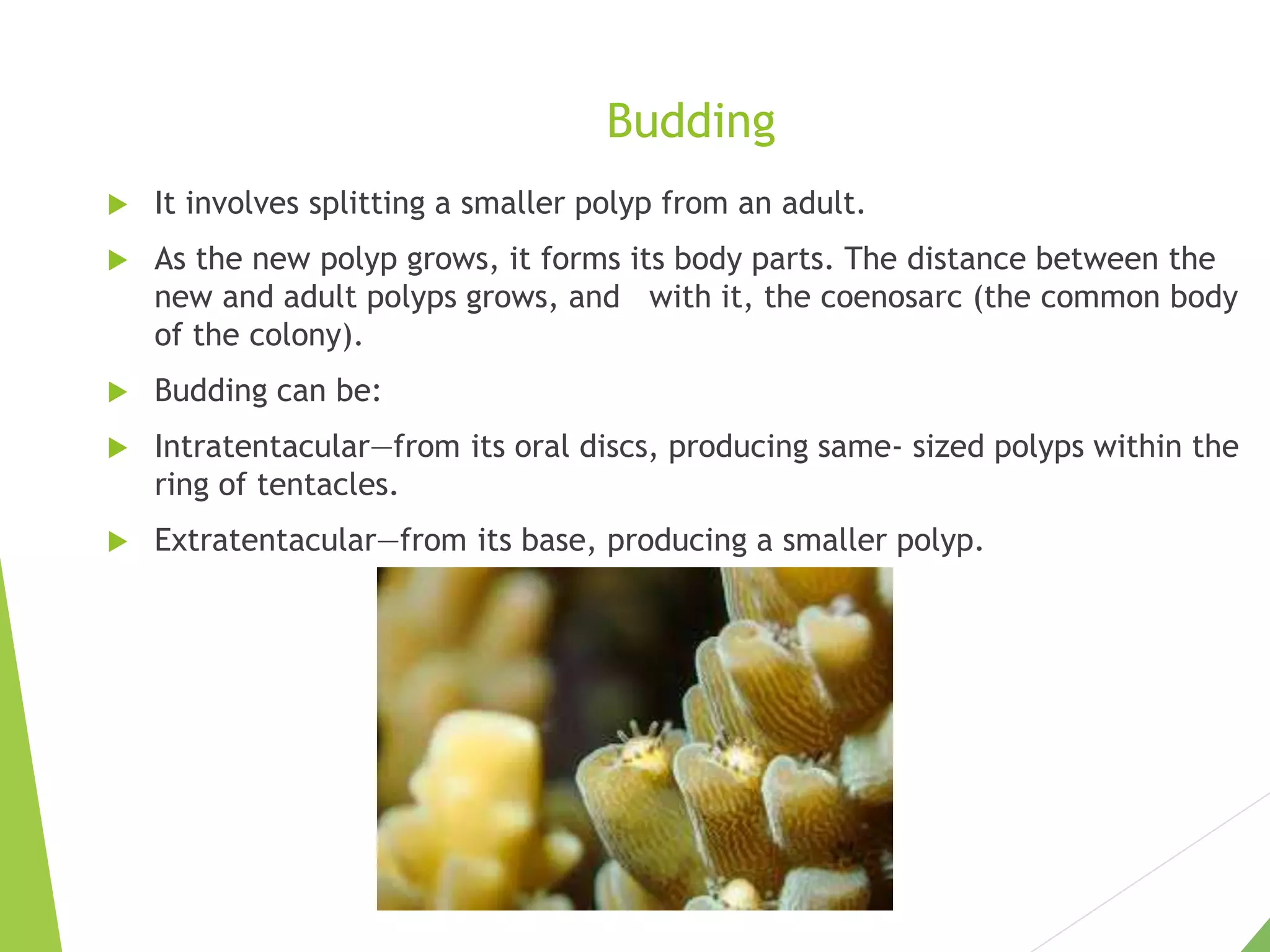 Biology of corals.pptx