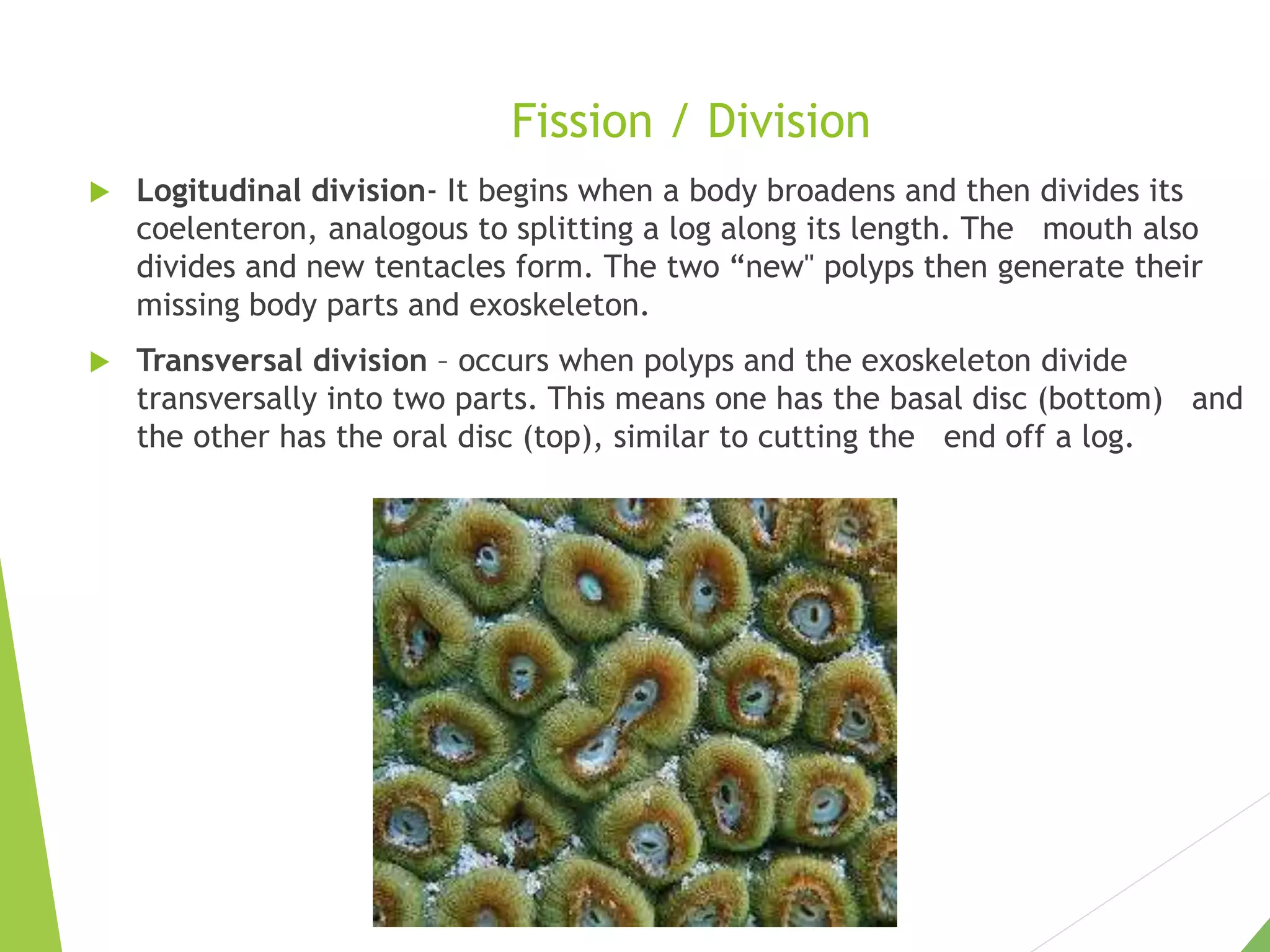Biology of corals.pptx