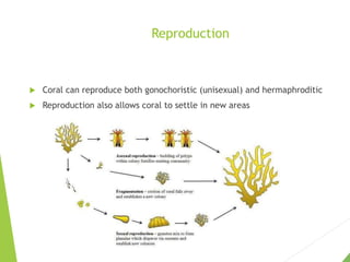 Biology of corals.pptx