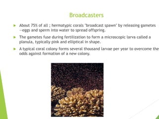 Biology of corals.pptx