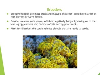 Biology of corals.pptx