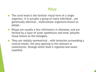 Biology of corals.pptx